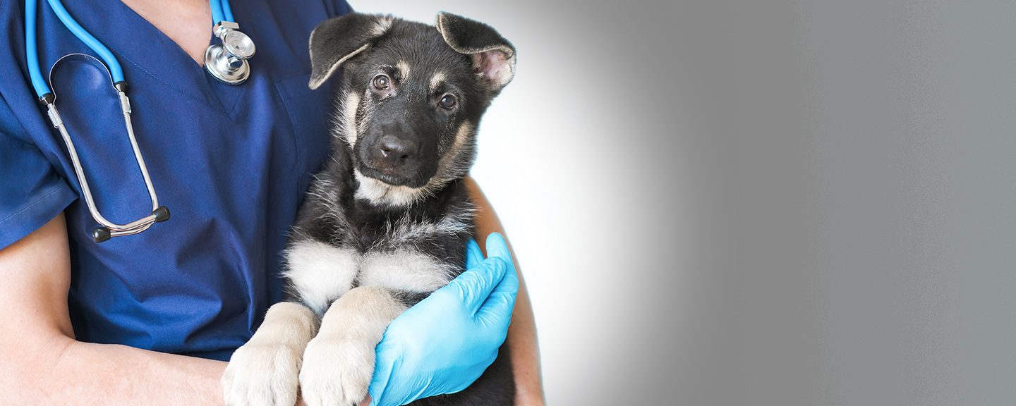 Dr.Pets Veterinary Clinic